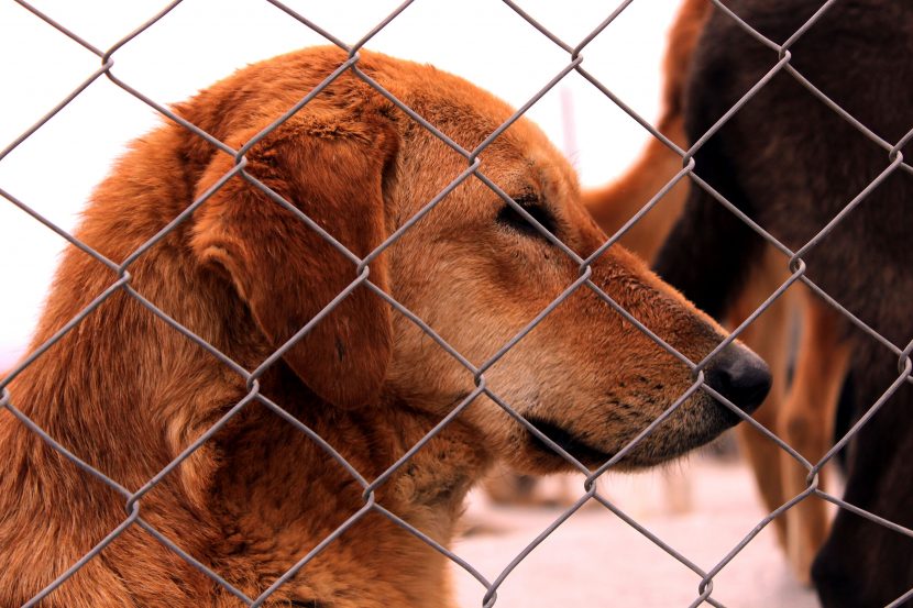IRANIAN PET CLUB – ethnocineca